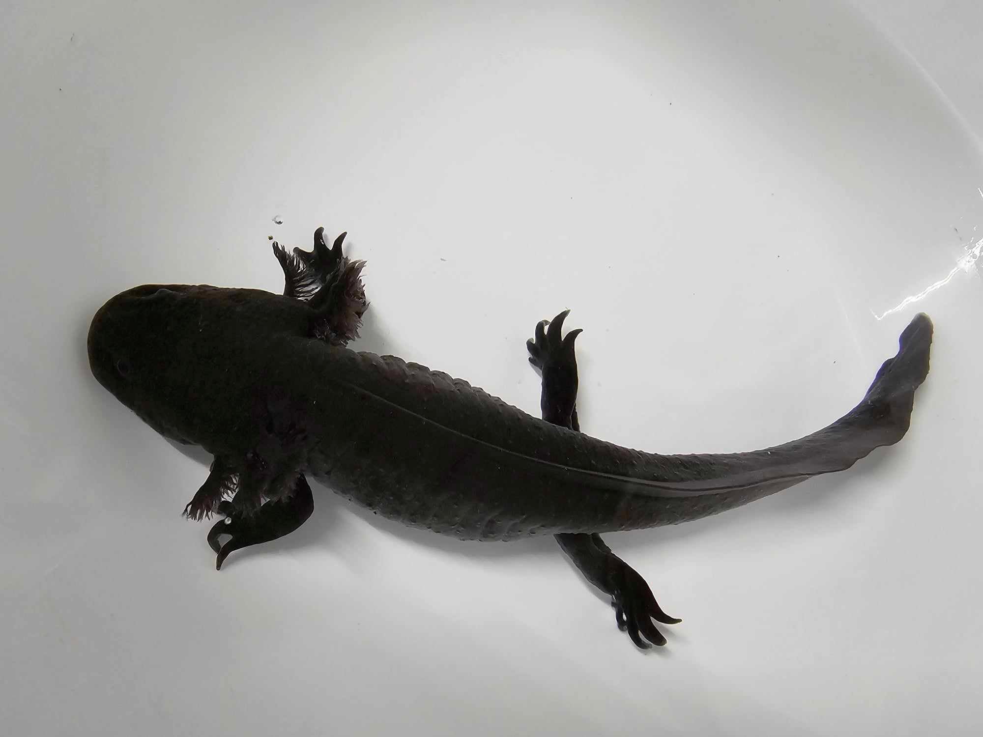 Melanistic Axolotl – www.coralreeftn.com