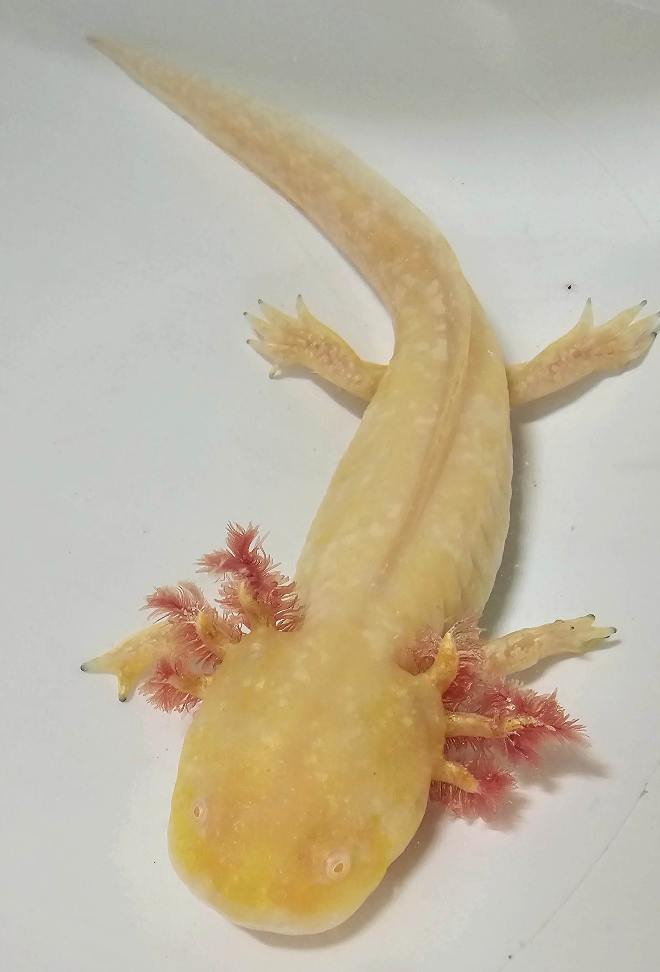 SA WYSIWYG Melanoid Albino Axolotl – www.coralreeftn.com