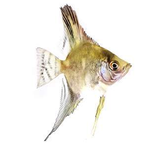 Mix Angel – www.coralreeftn.com