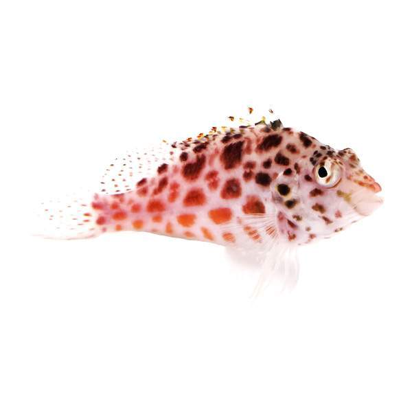 Pixy Hawkfish – www.coralreeftn.com