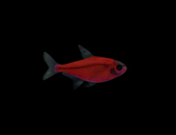 Starfire Red Glofish Pristella Tetra – www.coralreeftn.com